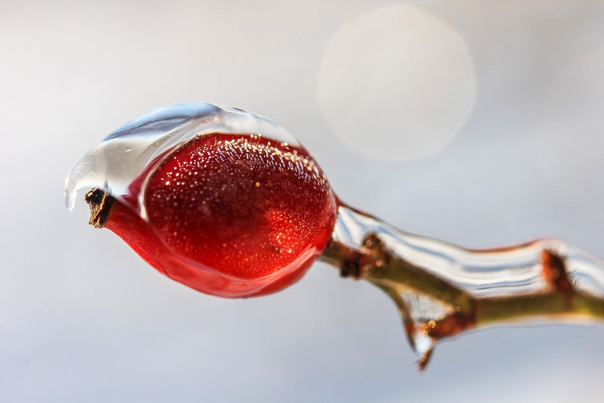 How To Make Rosehip Tea: Tips and Recipes For Delicious Flavor
