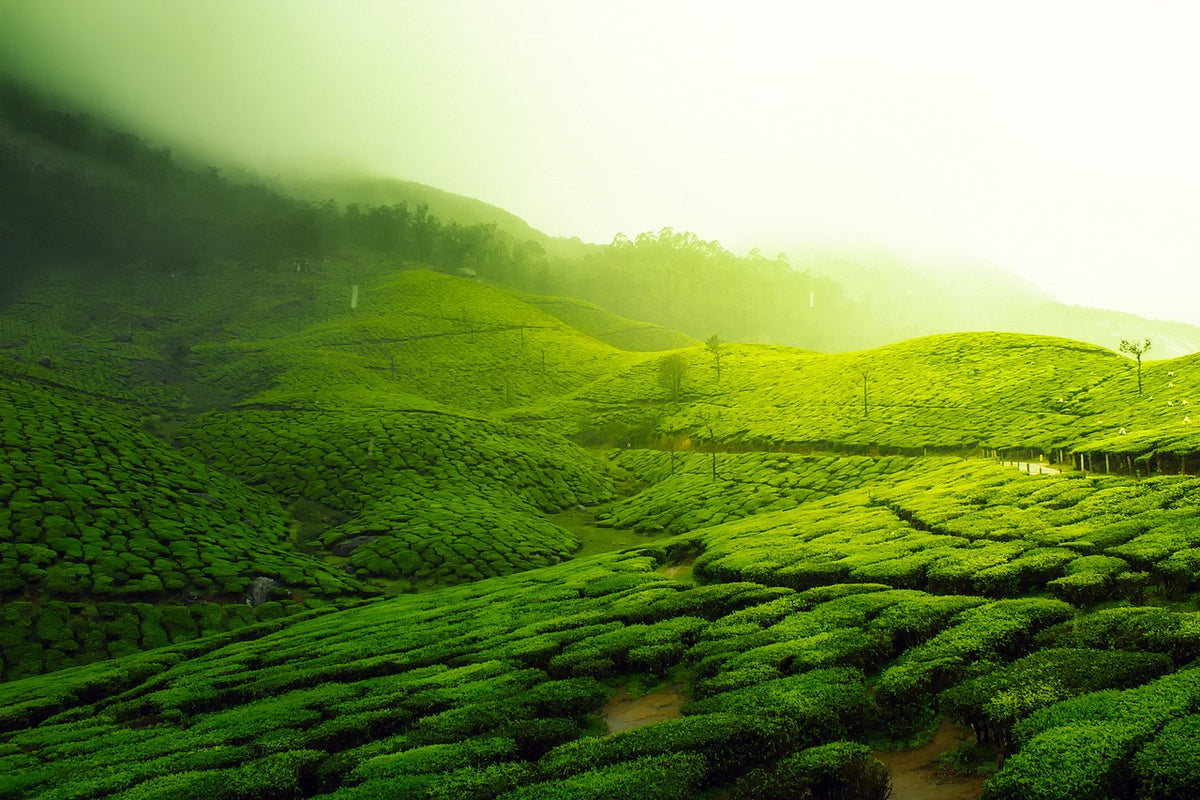 How Is Tea Grown? The Story of Tea From Harvest to Cup